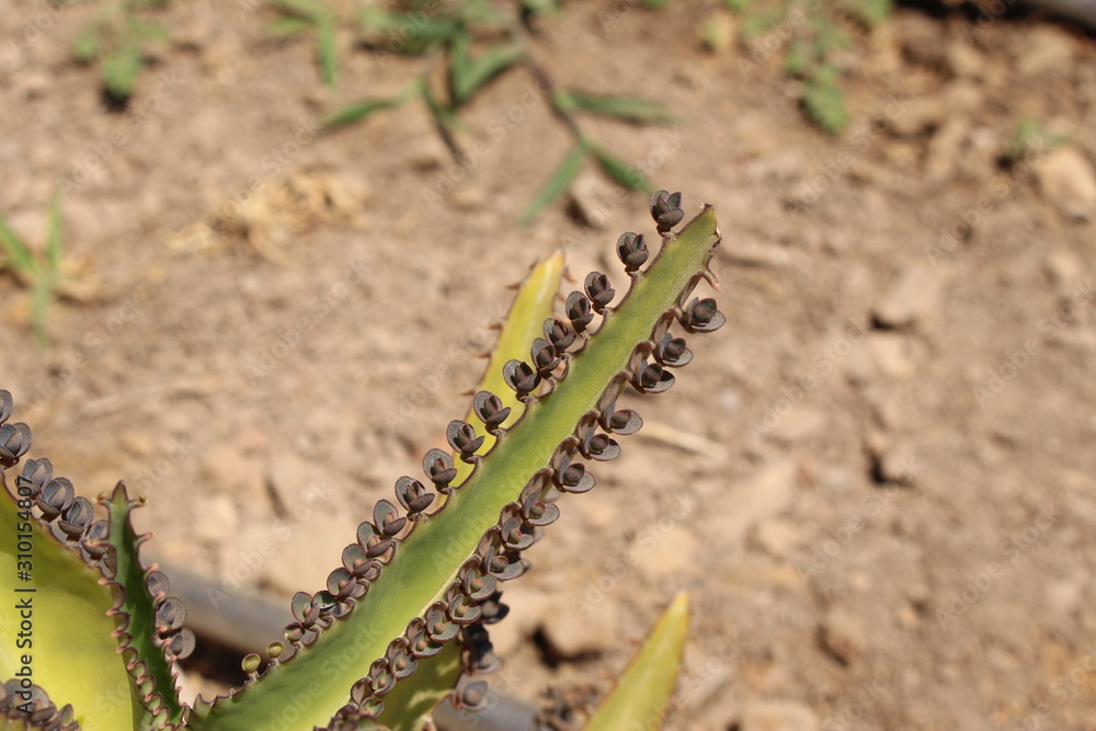 "Mother of Thousands" plant (or Mexican Hat Plant, Alligator Plant) is ...