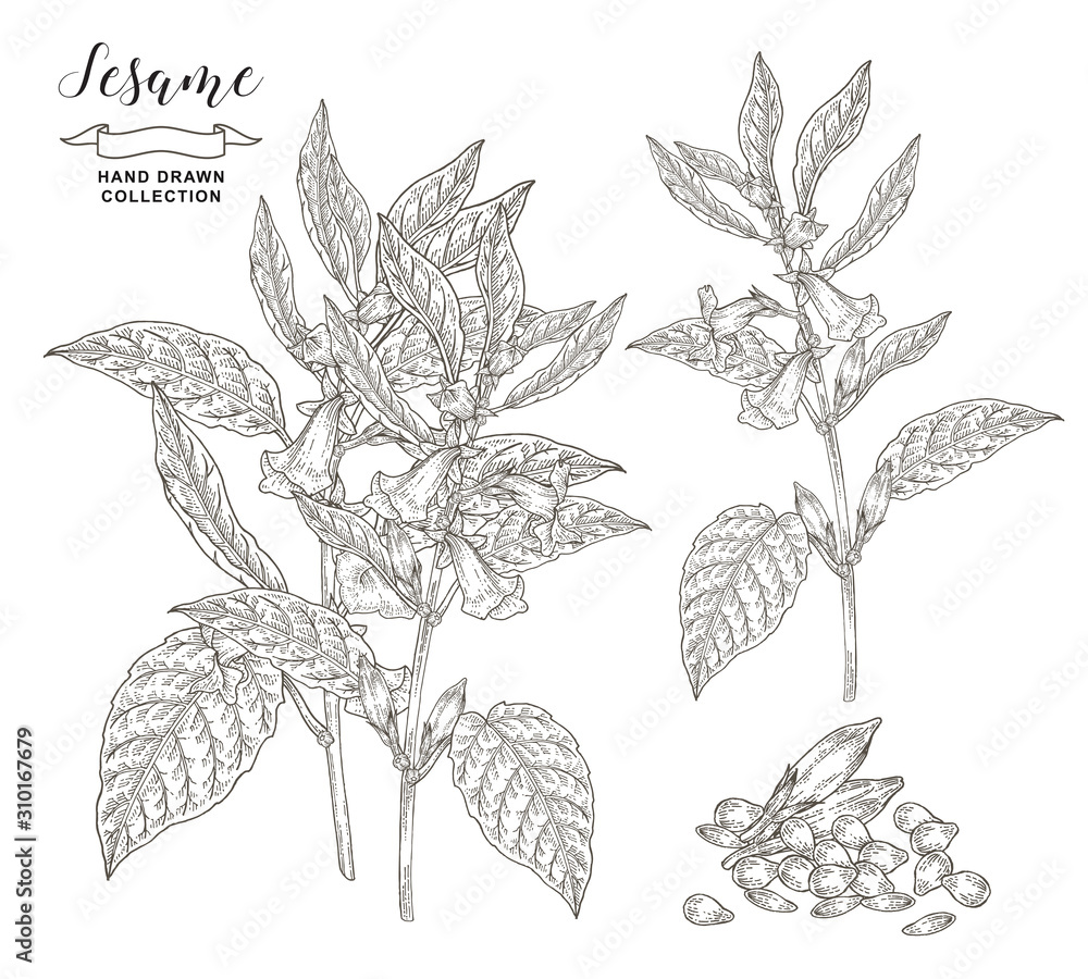 Sesame plant collection. Sesame flowers, leaves and seeds isolated on ...