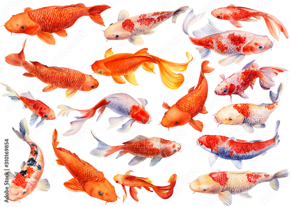 Koi Fish Drawings The Helpful Art Teacher: Draw And Paint Koi (Carp)