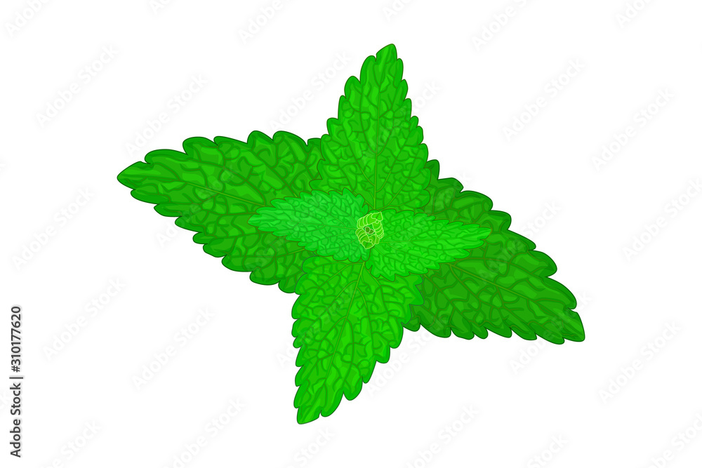 Catnip leaves isolated on white background. Catnip,nepeta cataria or ...