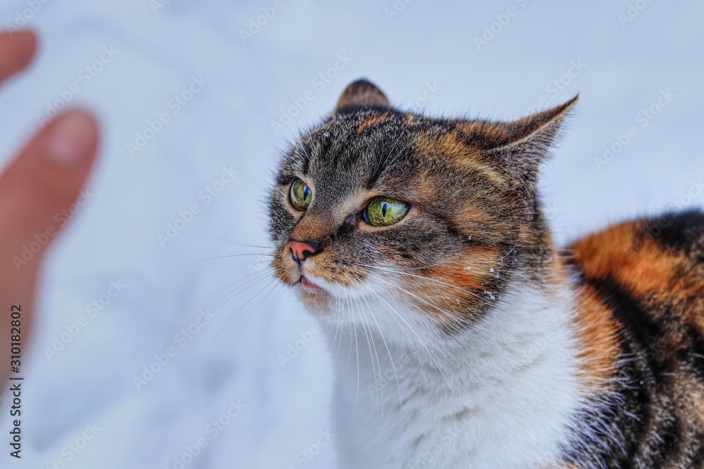 Cat Attack Human