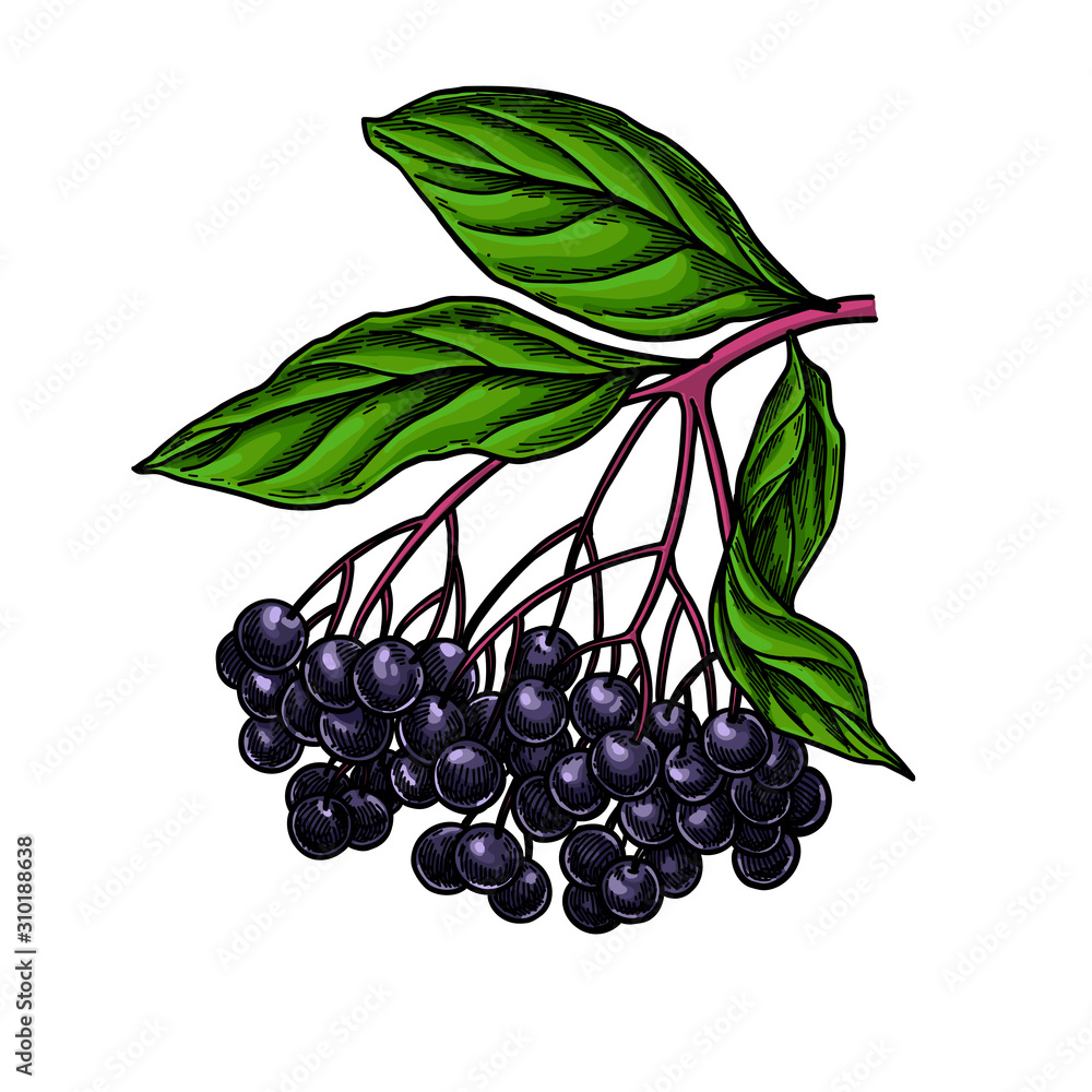 Black elderberry vector drawing. Hand drawn botanical branch with ...