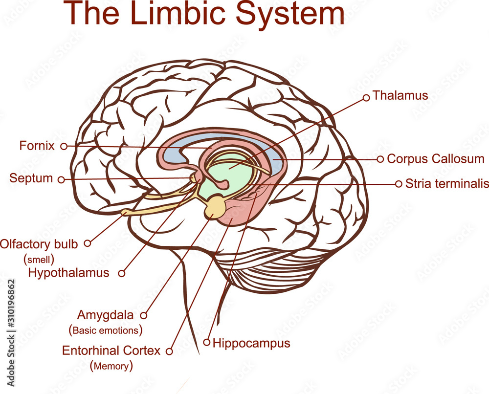 Brain Limbic System Diagram Brain Limbic System Diagram