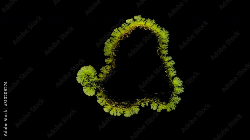 Drop drying with crystals growth. Potassium chromate. Time lapse of ...