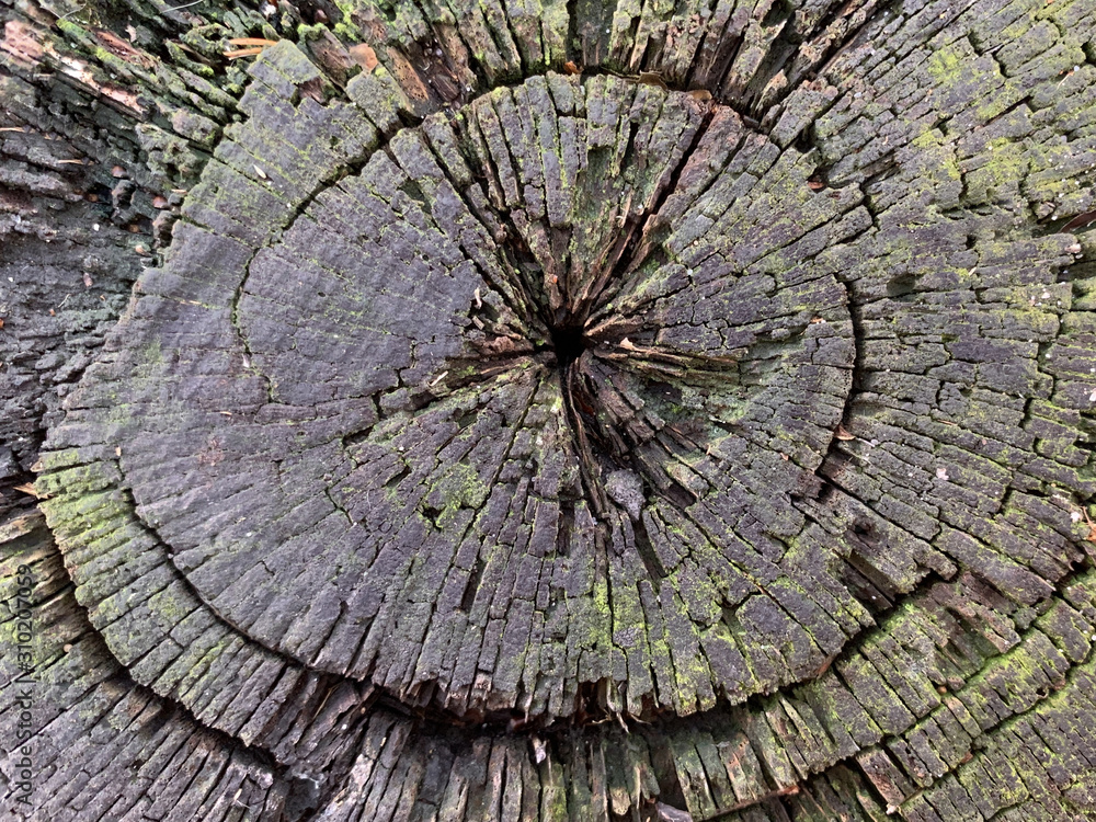 Background texture: old stump with cracks. Round stripes in a cut tree ...