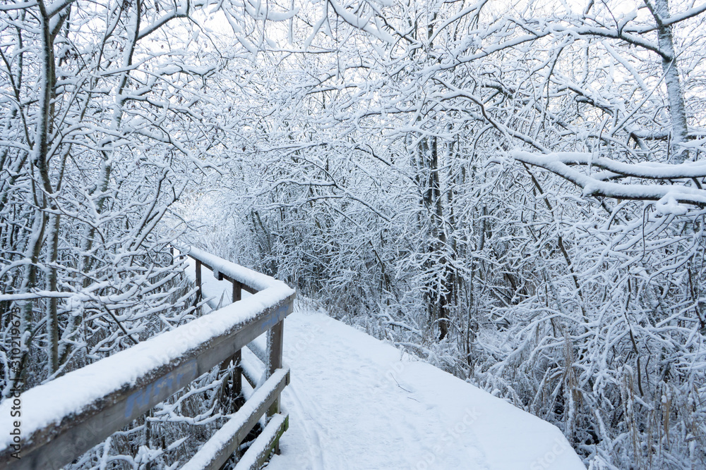 Snowy Swedish Forest