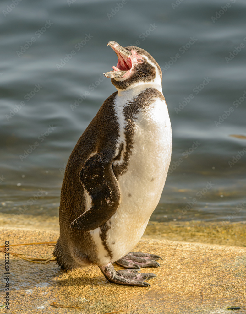 Yelling Penguin