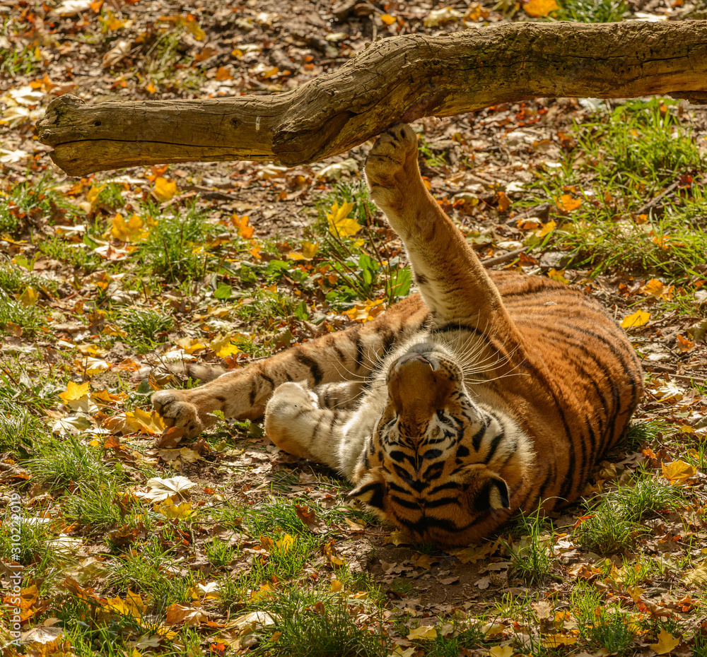 tiger laying on back raising his paw to play with branch foto de Stock ...