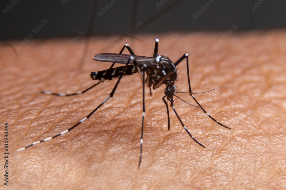 Striped mosquitoes are eating blood on human skin. Mosquitoes are ...
