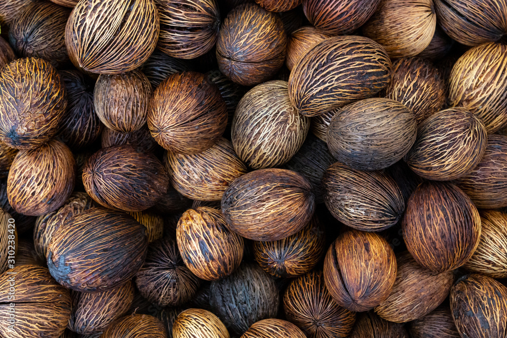 Pong Pong tree seeds natural background, cerbera odollam seeds texture ...