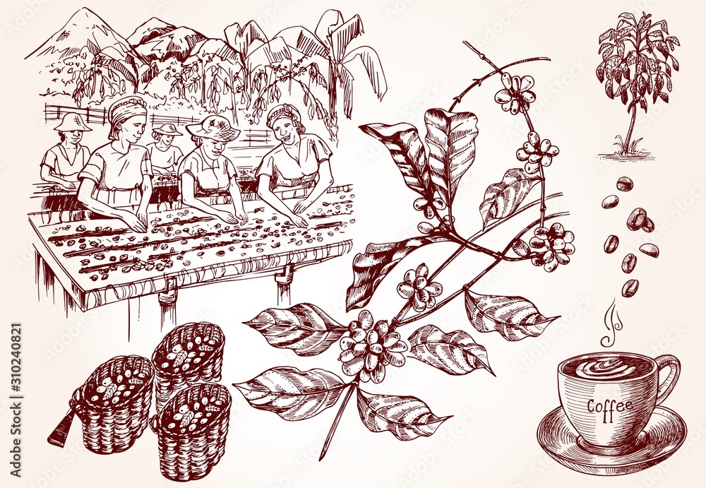 Coffee harvesting. Vintage illustration of coffee making process. Stock ...