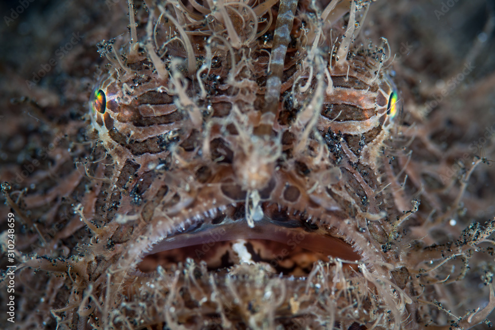 Detail of a Hairy or Striated frogfish, Antennarius striatus, in Lembeh ...