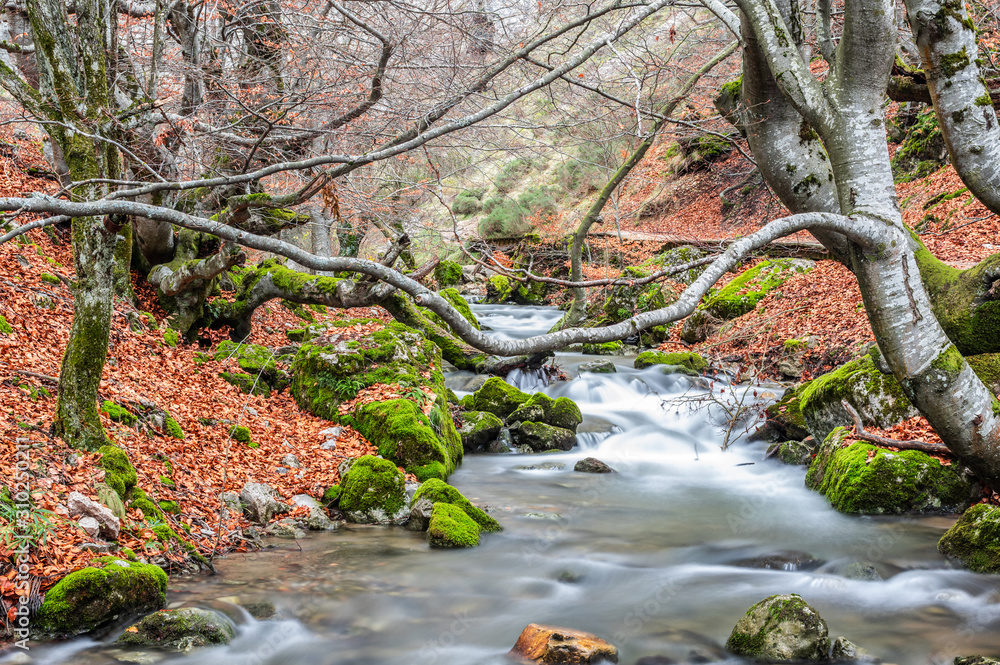 Photograph of the beech forest of Ciñera, Leon (Spain) known as Faedo ...