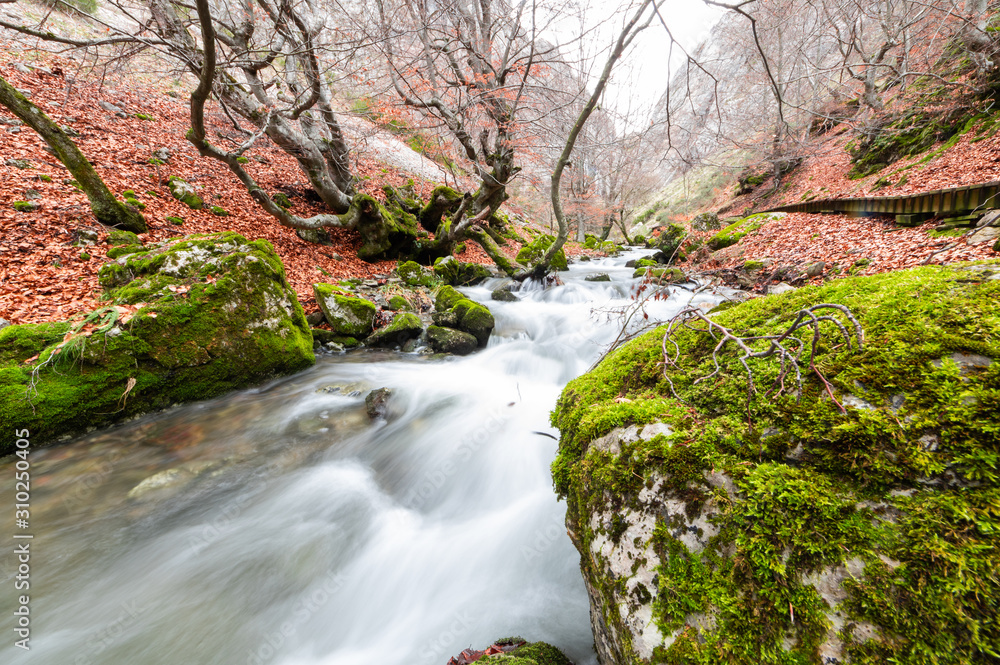 Photograph of the beech forest of Ciñera, Leon (Spain) known as Faedo ...