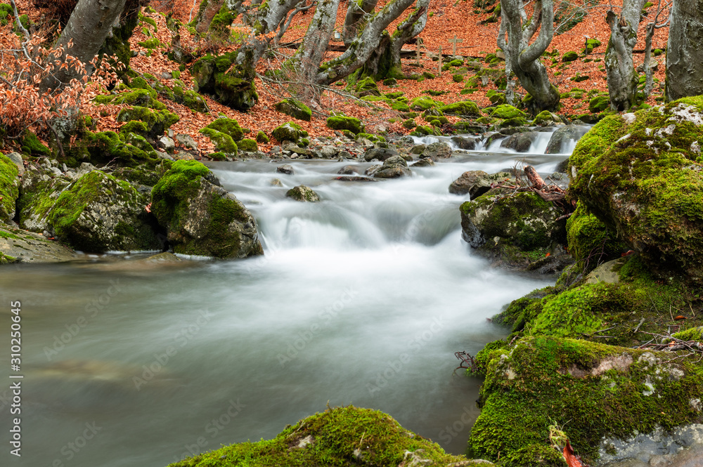 Photograph of the beech forest of Ciñera, Leon (Spain) known as Faedo ...