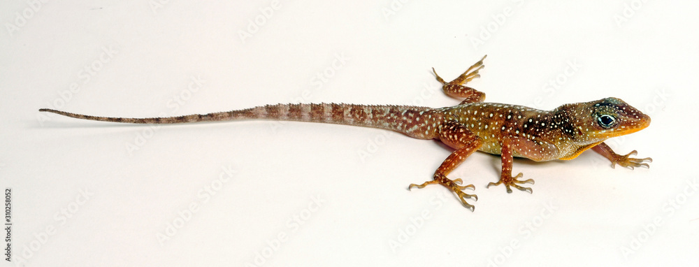 Dominikanischer Anolis (Anolis oculatus) - Dominica Anole, Dominican ...