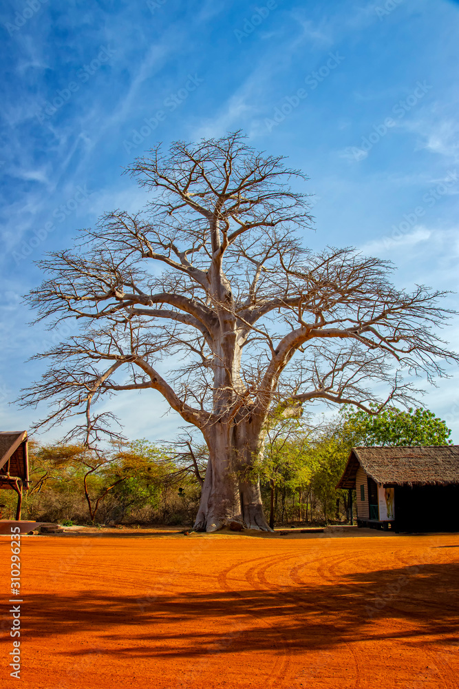 Big baobab tree in Bandia reserve, Senegal. It is nature background ...