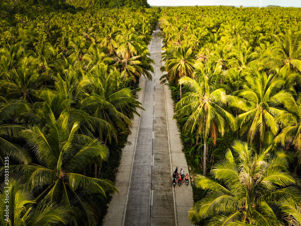 Palm Tree Road in Siargao, The Philippines Stock Photo | Adobe Stock