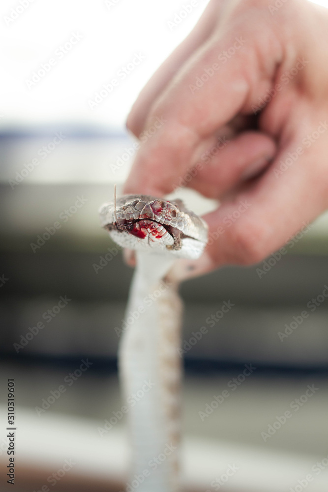 Dead rattlesnake. Snake blood. Roadkill. Ensenada. Baja California ...