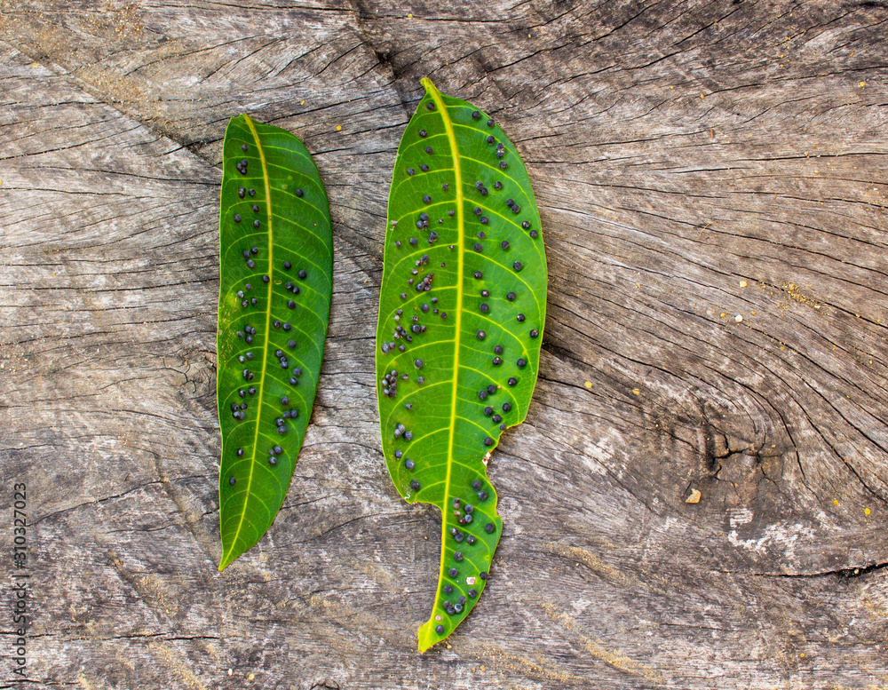 Mango leaves infected by pest,Mango leaf gall midge (Erosomyia ...