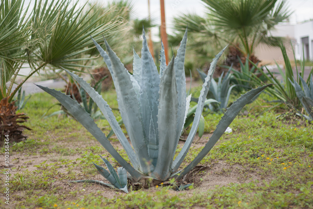 planta de maguey en plena madurez. Stock Photo | Adobe Stock