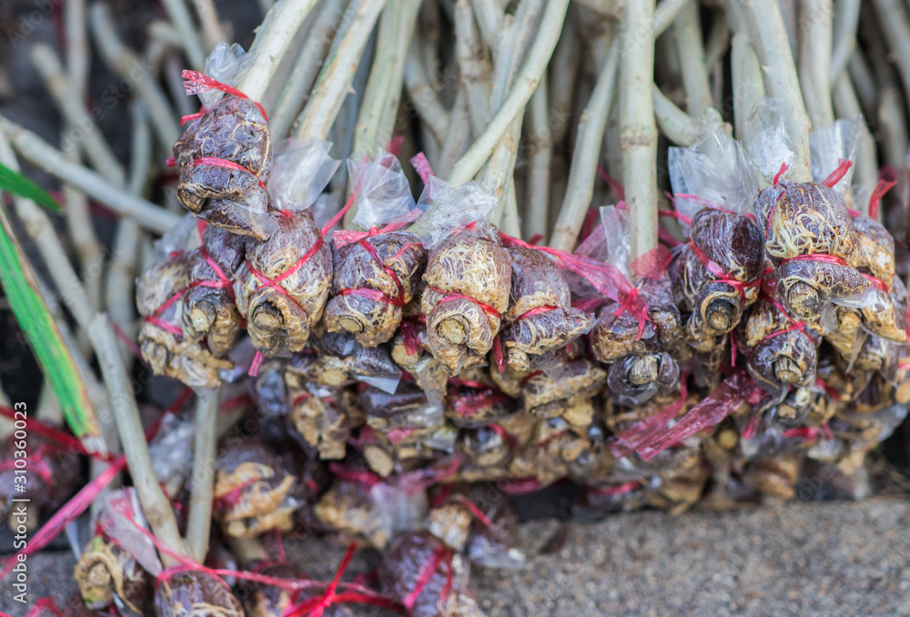 Grafting the branches of Climbing wattle or Acacia tree (Senegalia ...