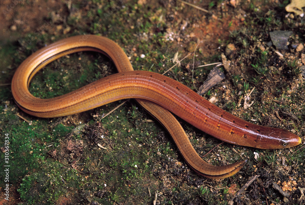 Ophisaurus Gracilis. Legless/Glass lizard. Arunachal Pradesh, India ...