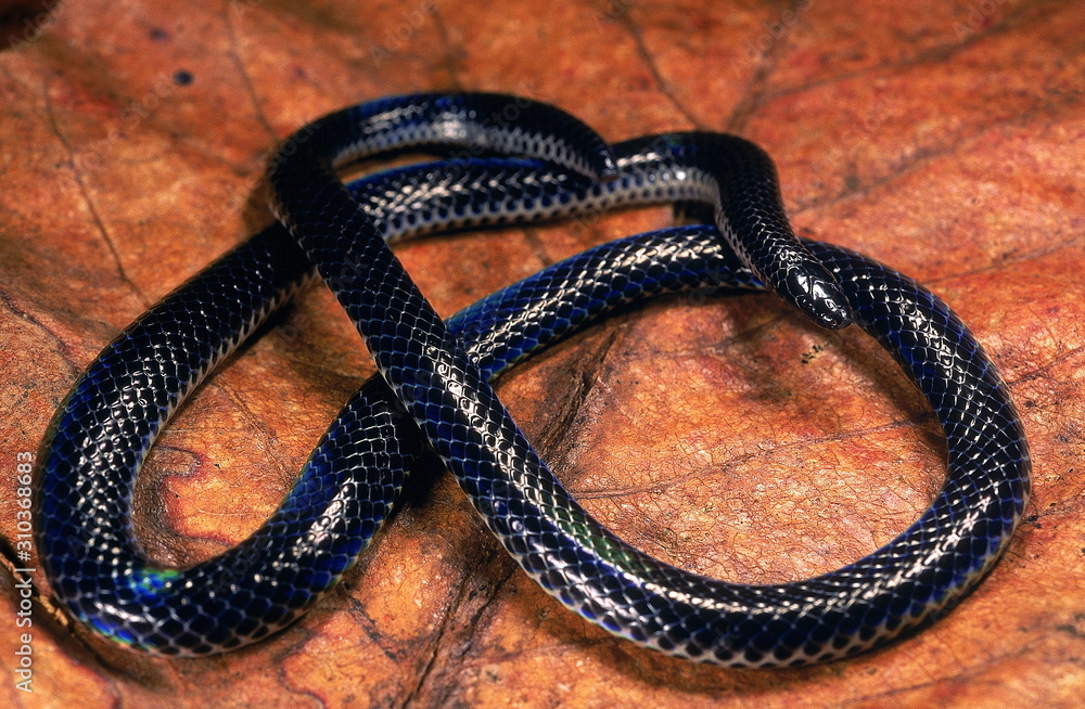 Shieldtail Snake