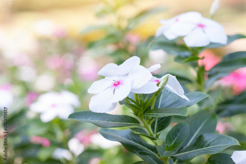 White Periwinkle Flower