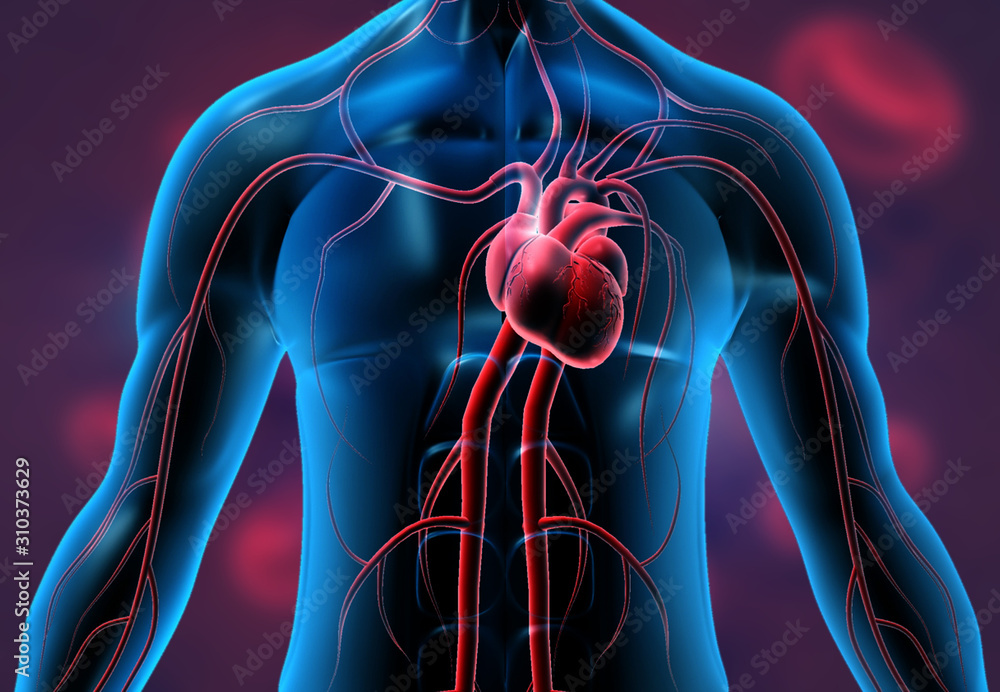 Heart in transparent human body. 3d illustration. Stock Illustration ...