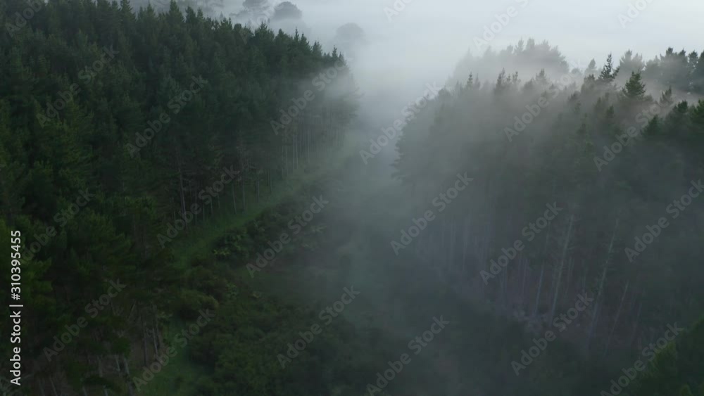 Mist Fantasy Fly Above Clouds Reveal Aerial Forest Clouds Fog Mountains ...
