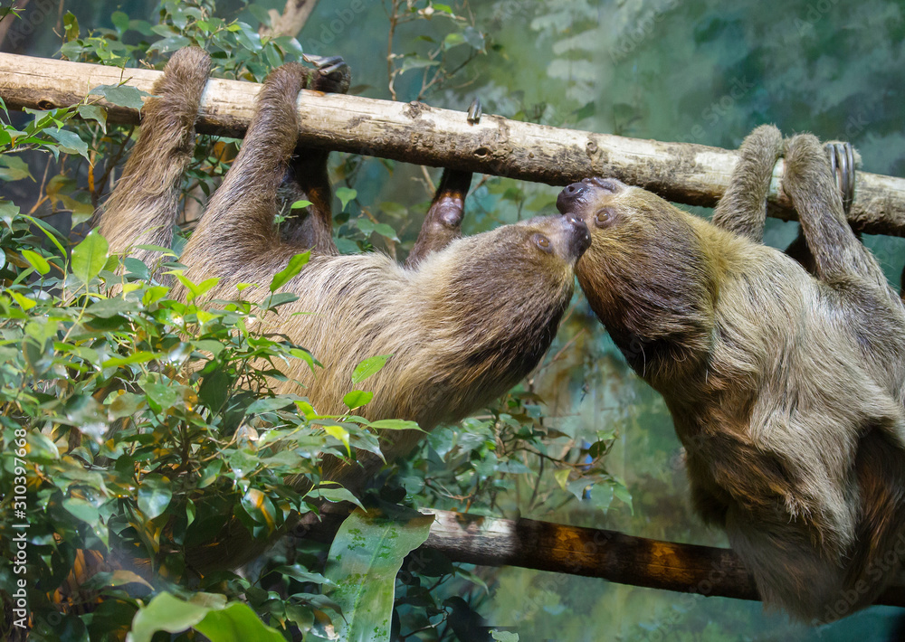 Sloth. Sloths are mammals that feed on tree leaves, although they may ...