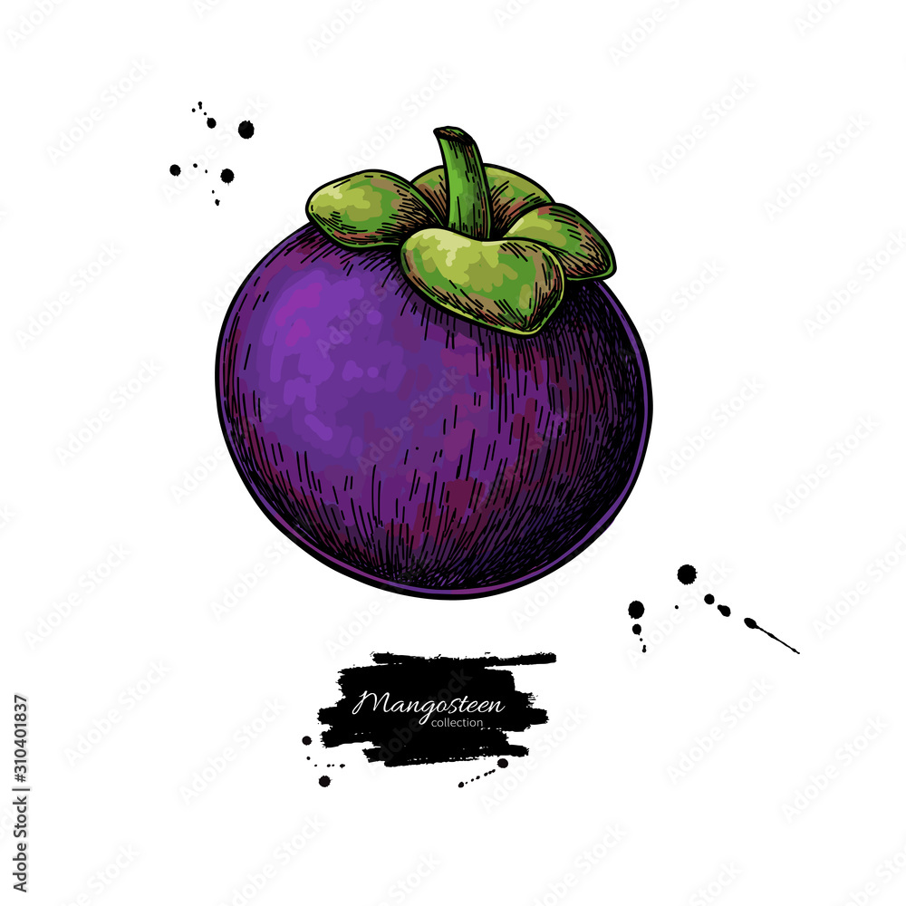Mangosteen vector drawing. Hand drawn tropical fruit illustration ...