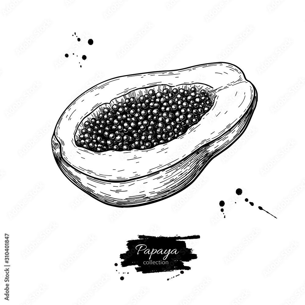 Papaya vector drawing. Hand drawn tropical fruit illustration. Sliced ...