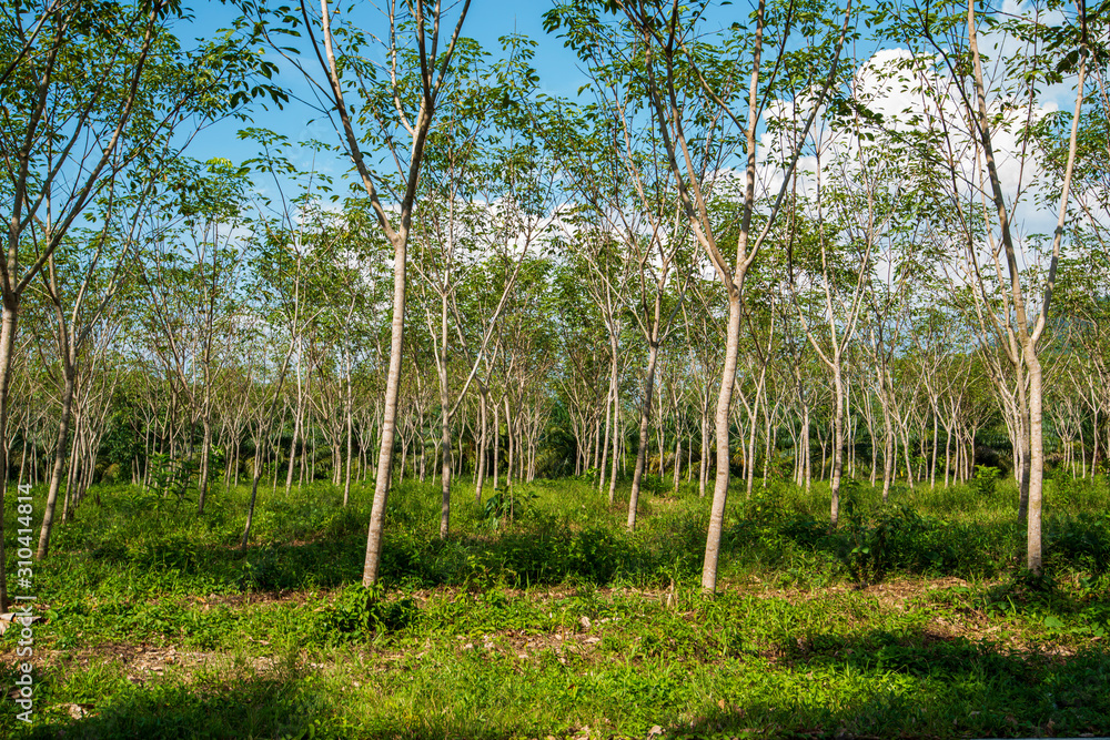 Beautiful tropikal trees in Thailand, Phuket. Stock Photo | Adobe Stock