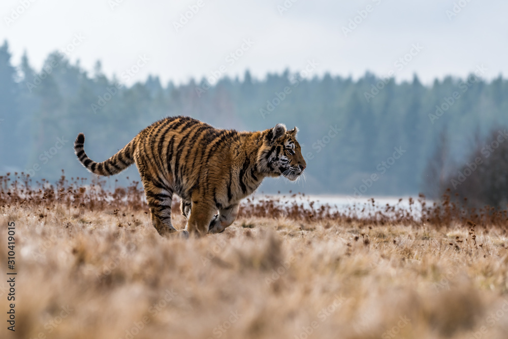 Siberian Tiger running. Beautiful, dynamic and powerful photo of this ...