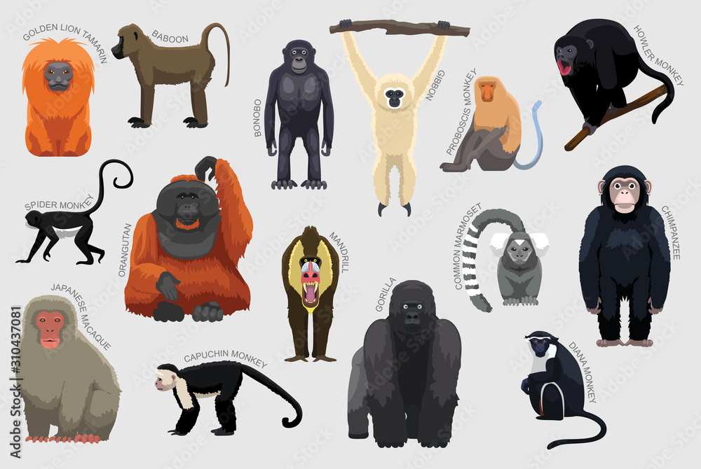 Primate Monkey Set Various Kind Identify Cartoon Vector Stock Vector ...