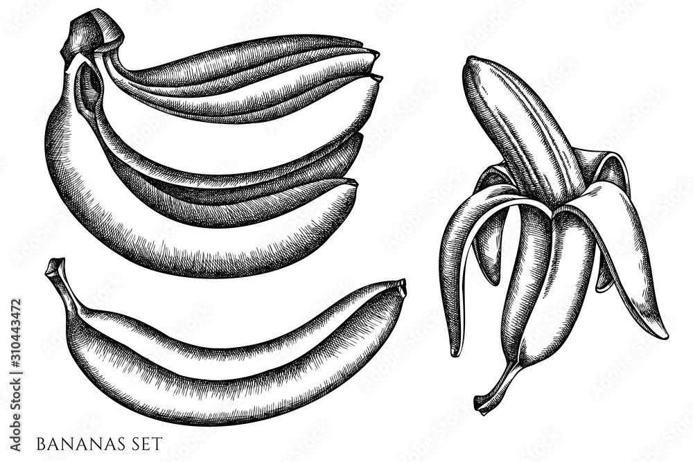Vector set of hand drawn black and white bananas Stock Vector | Adobe Stock