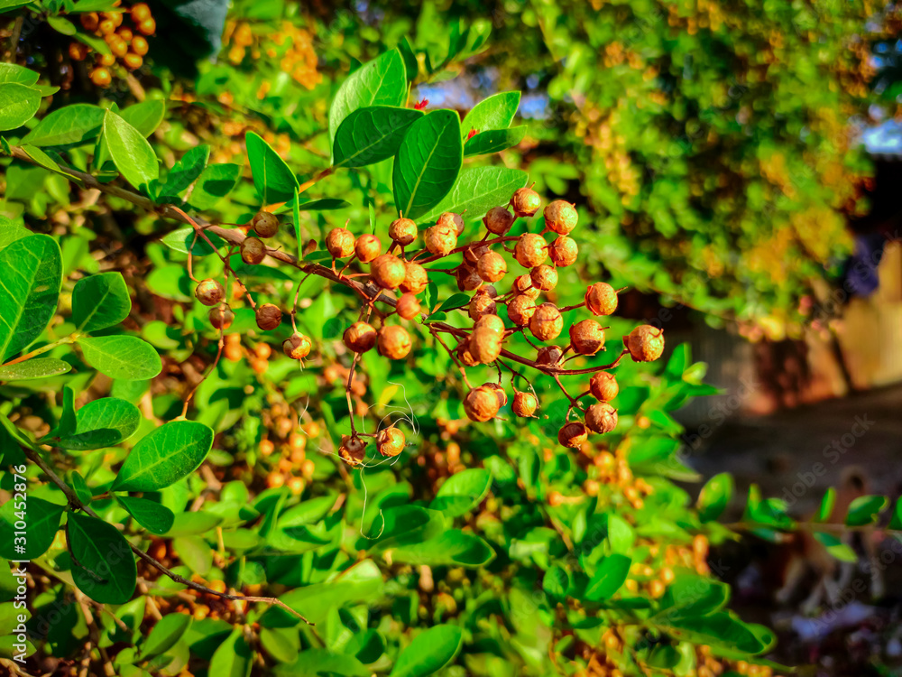 mehandi close up view,mehndi Tree view,plants of mehndi tree and brand ...