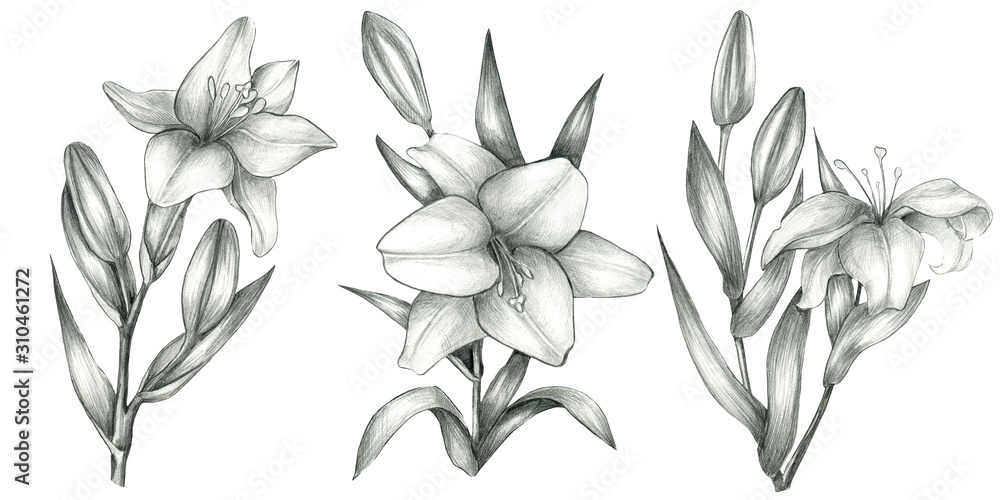 Pencil Drawing Of A Lily