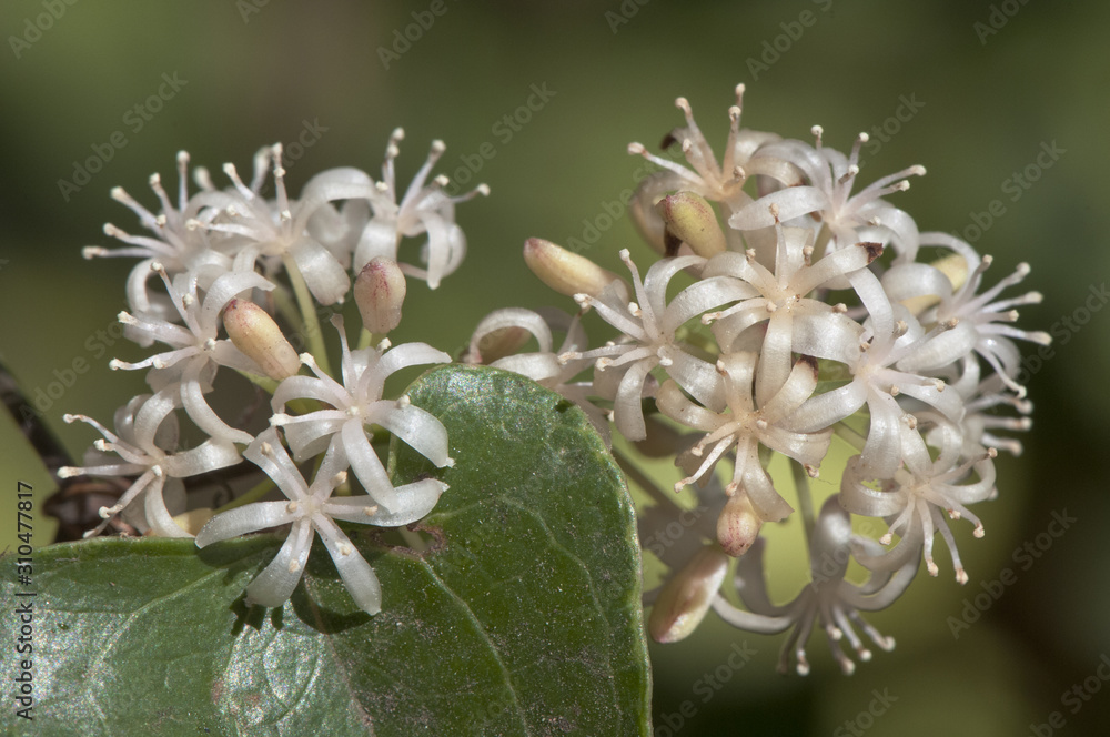 Smilax aspera common rough bindweed sarsaparille and Mediterranean ...