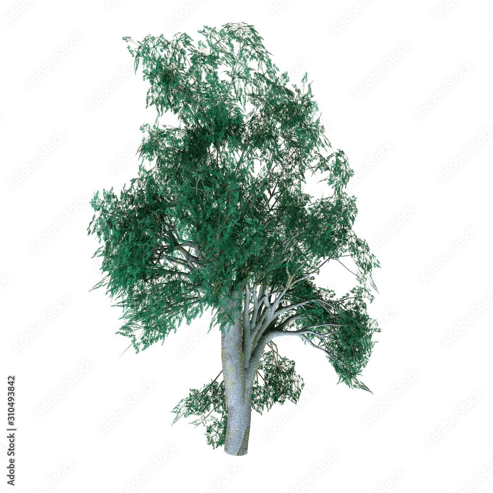 Coast Grey Box Tree - Eucalyptus bosistoana is forest tree that is ...