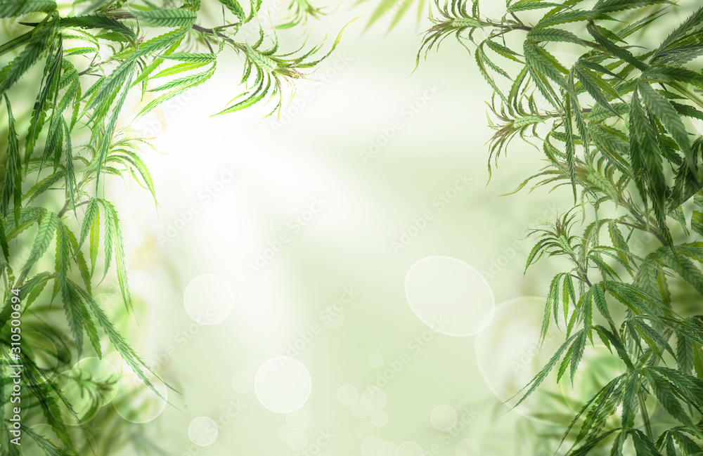 Green cannabis background, cultivation vegetation marijuana plants ...