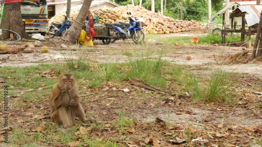 Cute monkey worker rests from coconut harvest collecting. The use of ...