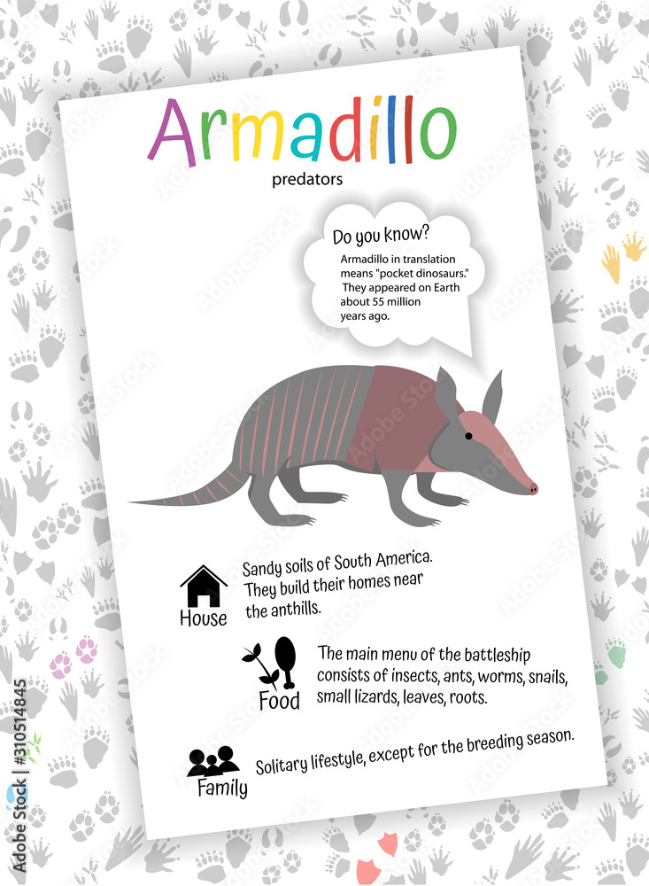 armadillo. educational card for preschoolers, schoolchildren. Zoology ...