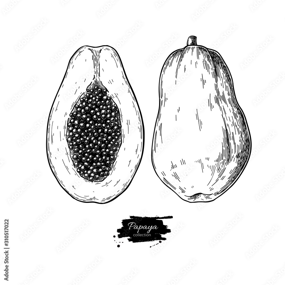 Papaya vector drawing. Hand drawn tropical fruit illustration. Whole ...