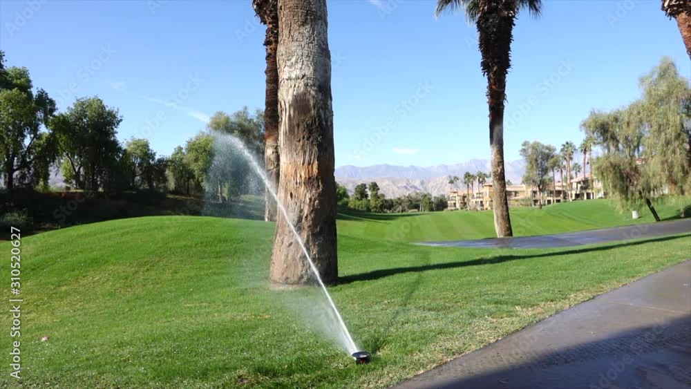 Trunk on a palm tree getting damaged by direct hit of irrigation spray ...