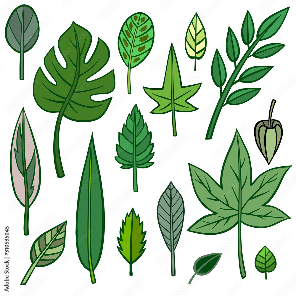 Set of different hand drawn different plants leaves. Vector colored ...