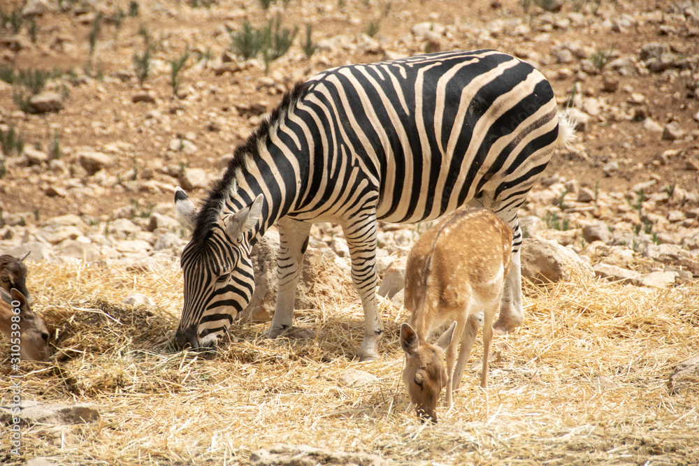 Animals in Aitana Safari park in Alicante, Comunidad Valenciana, Spain ...