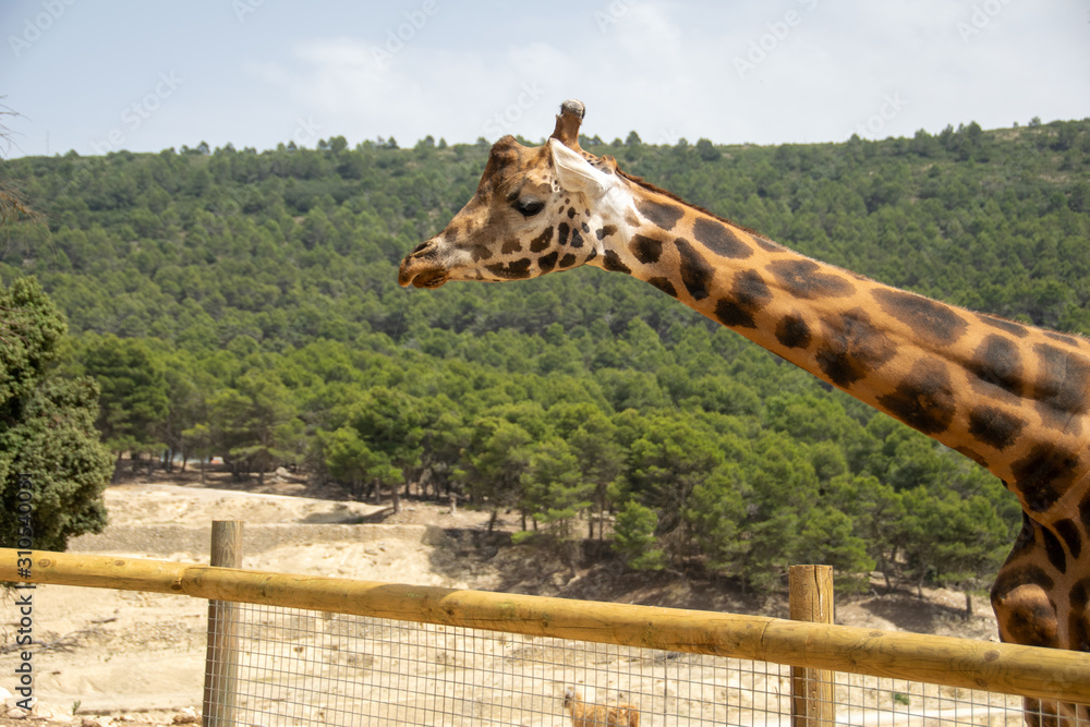 Animals in Aitana Safari park in Alicante, Comunidad Valenciana, Spain ...